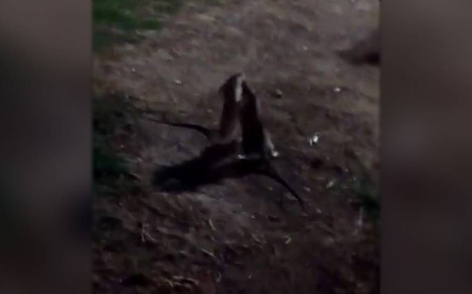 Pelea de ratones en plena Plaza de Armas de Copiapó se hace viral | 24horas