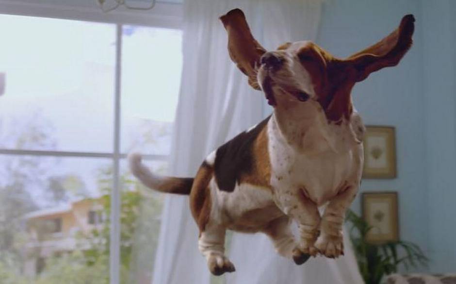 Perro "flotando" se transforma en exitoso viral | 24horas